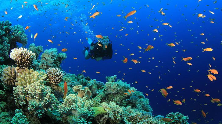 Netrani Scuba Diving Murudeshwar | Trekhievers